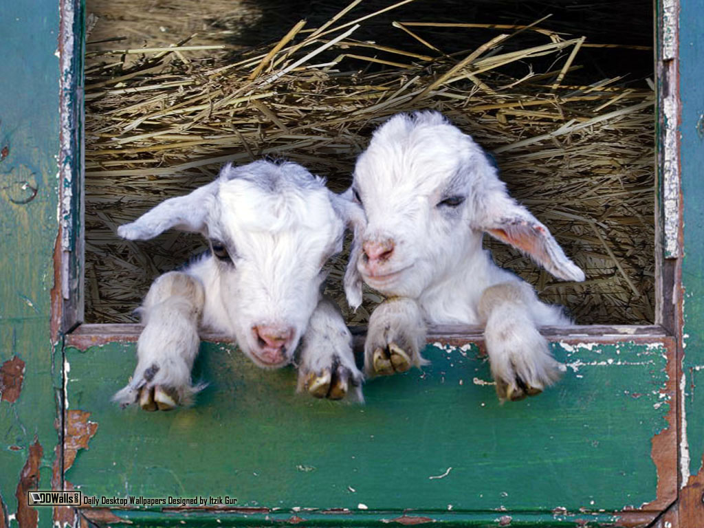 Cute!: Newsflash: Goat Stands on Cow!