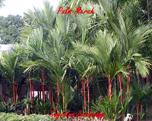 Menjual Pohon palm merah | sadeng | botol | Palm putri | Tukang Taman