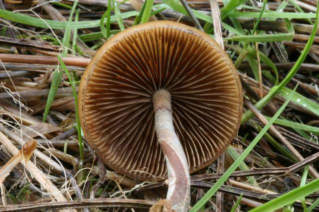 Mushroom growing kit: What are the Parameters to Cultivate Azurescens ...