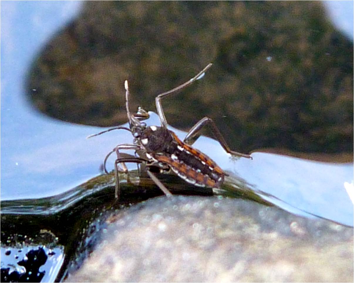 Insects of Scotland: True Bugs