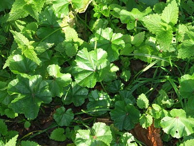 Warm Mallow Salad - The Backyard Larder