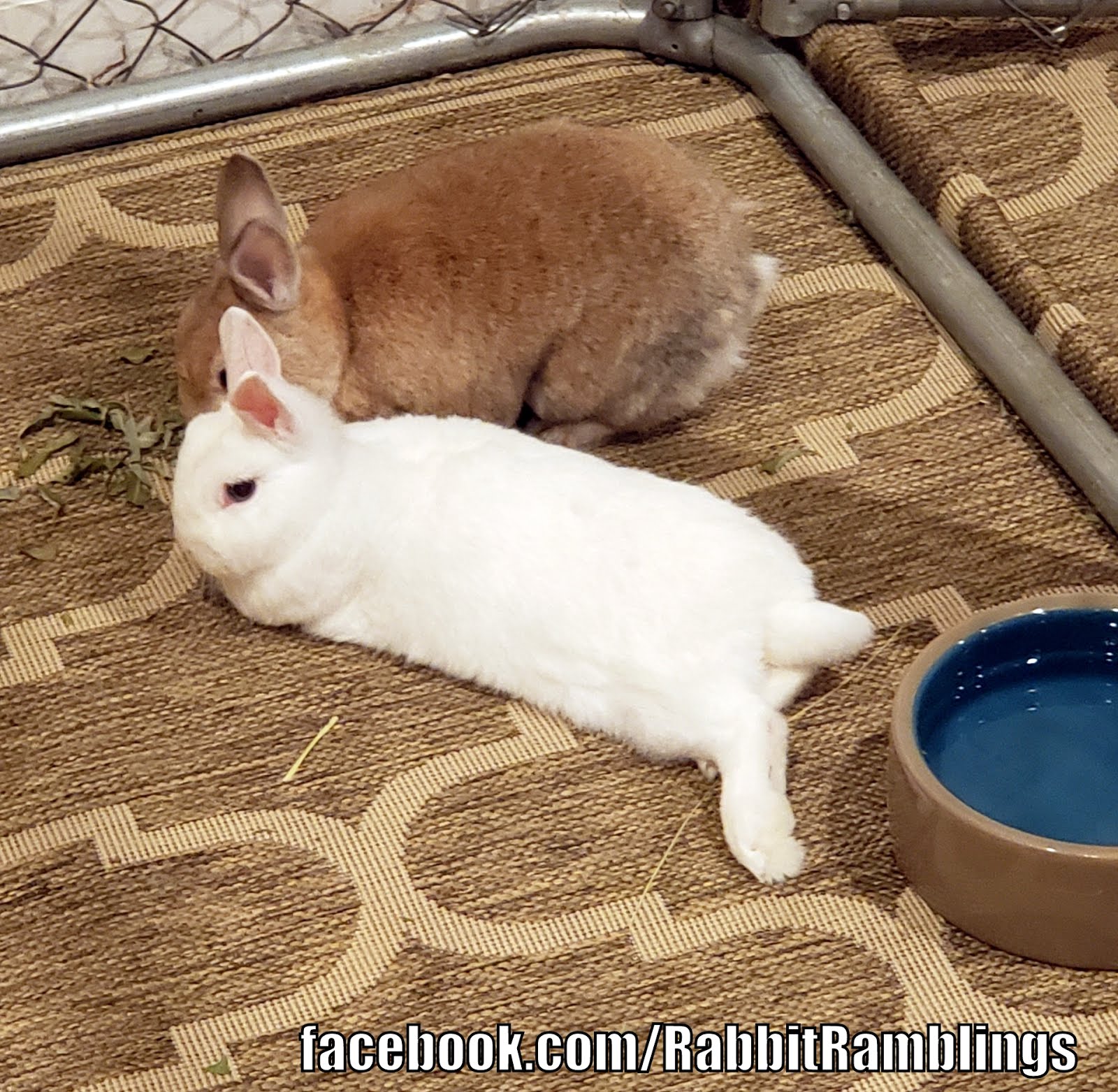 Rabbit Ramblings: Bunny Butts