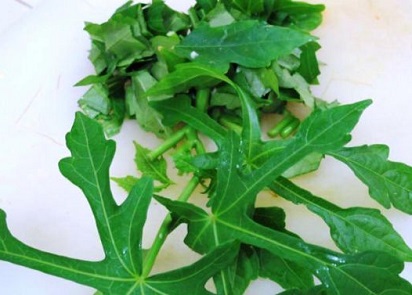 Cara Mengolah Daun Gedi dan Manfaatnya yang Luar Biasa - Pengolahan ...