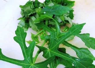 Cara Mengolah Daun Gedi dan Manfaatnya yang Luar Biasa - Pengolahan ...