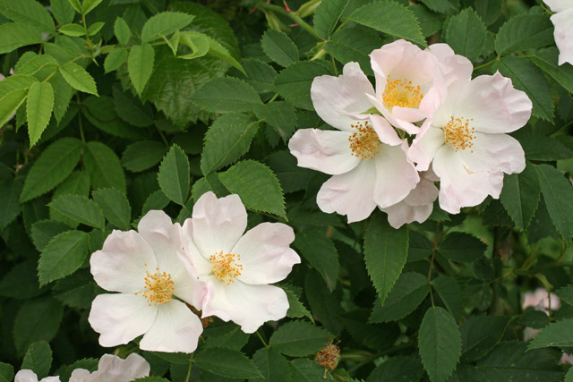 Flowerpedia: Rosa Canina