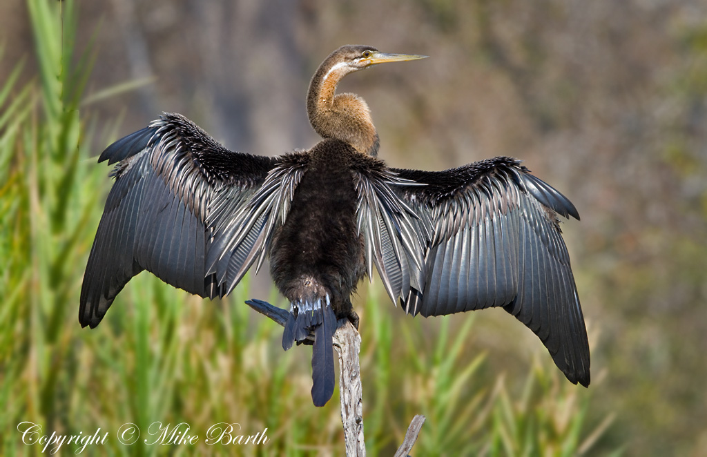 Snakebird | Focusing on Wildlife