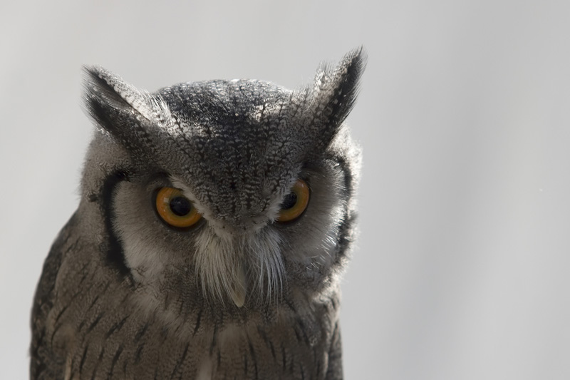 Fine Stagione: L'assiuolo (L'Oiseau de nuit)