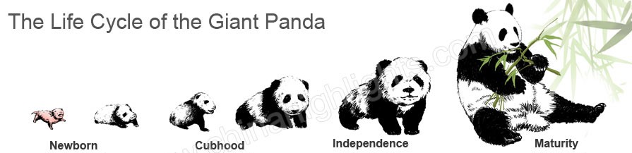 Datos que no sabías sobre los Osos Pandas: Ciclo de Vida