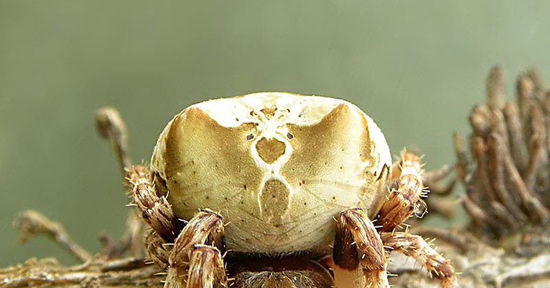 Foto-Natura-Huesca: ARANEIDO Araneus grossus Carl Ludwig Koch, 1844 ...