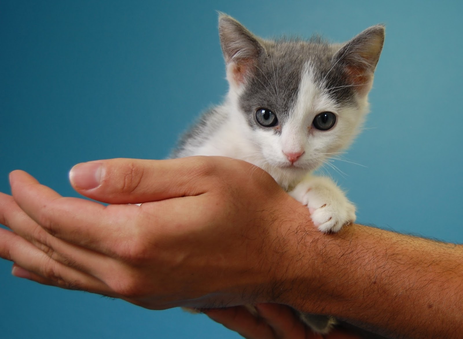 24 rescued motherless kittens need foster homes please!