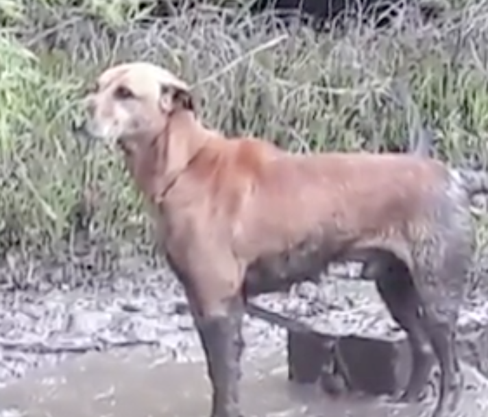 Dog Chained To Cinder Block Is Rescued - Every Day New idea