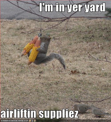 facebooking from the edge...: The Epic Tale Of Ninja Squirrel