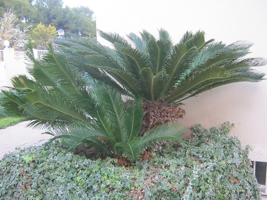 Plantas y flores de la A a la Z: Cyca revoluta | Plantas