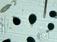 MICOLOGIA PANAMENSIS: Notas Micologicas (151). Observaciones sobre el ...