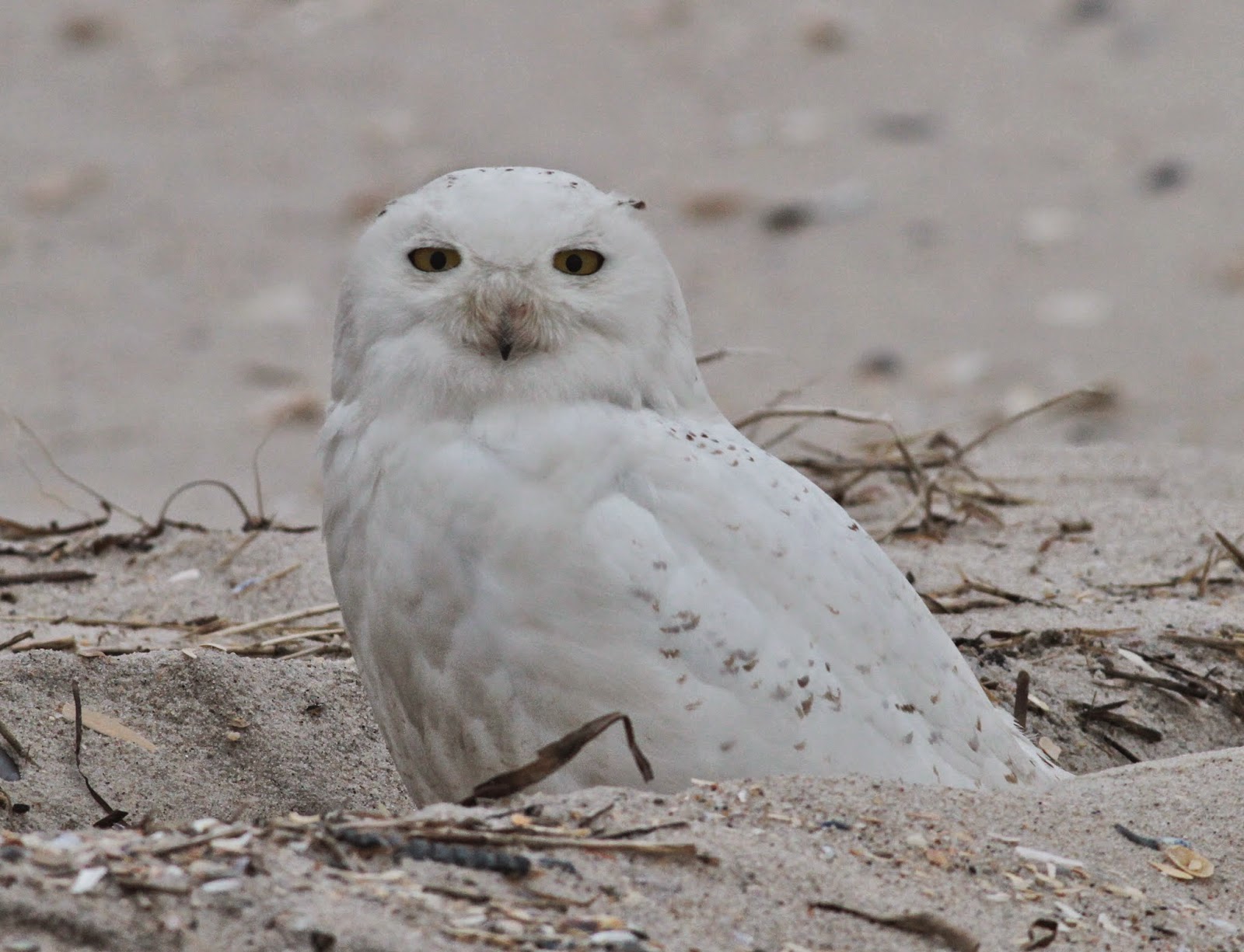 Paul's US Birding Blog: Snowy Owl at Jones' Beach - 15th March