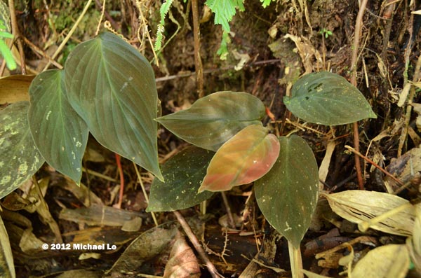 The rainforests of Borneo & Southeast Asia: Homalomena insignis "maroon ...