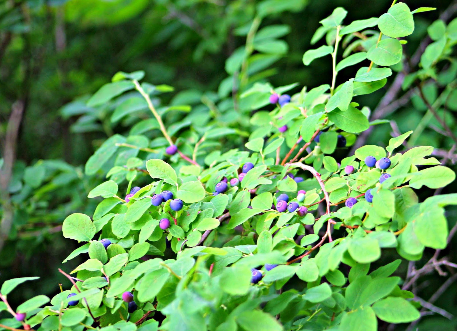 Sandra's Alaska Photography: Mid-July 2012: An Afternoon "Out the Road ...