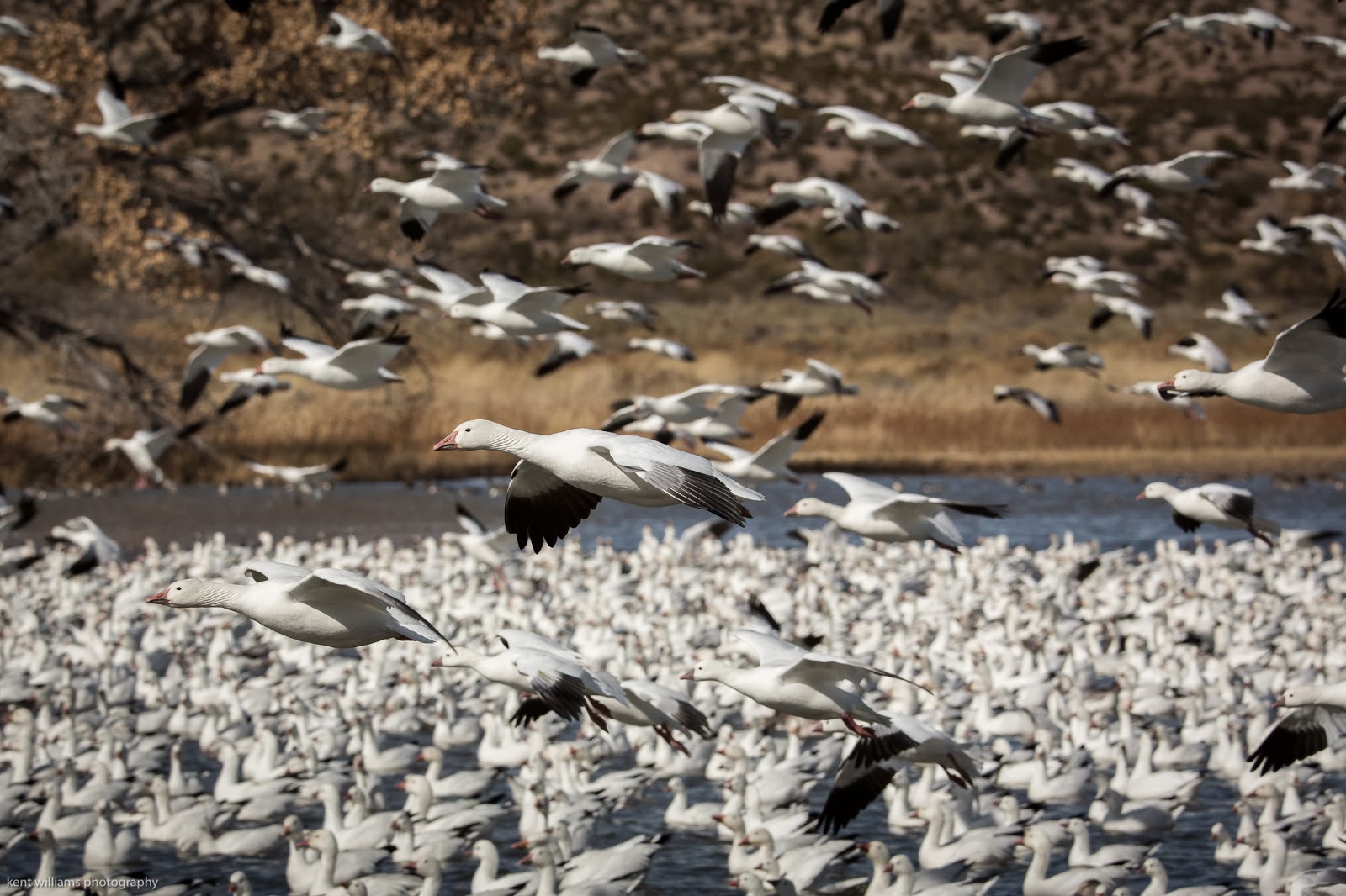 Life in the Right Lane: Snow Geese