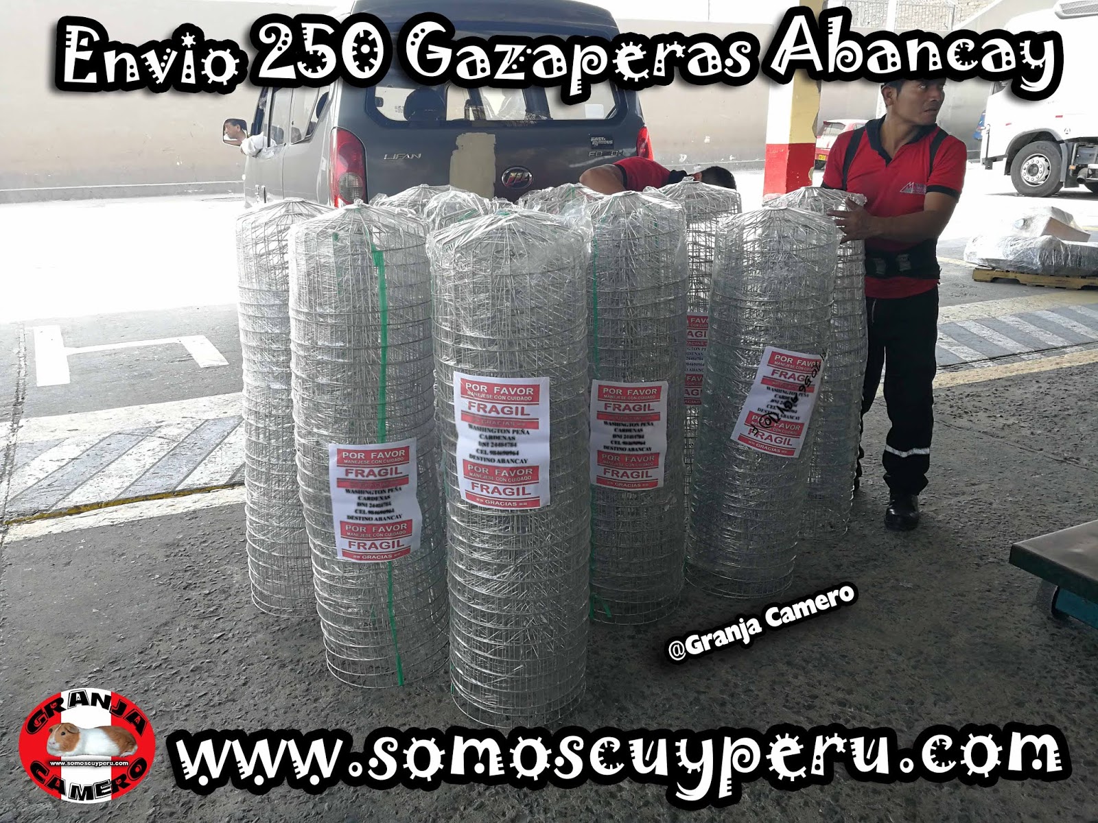 GAZAPERAS PARA CUYES ~ SOMOS CUY PERU