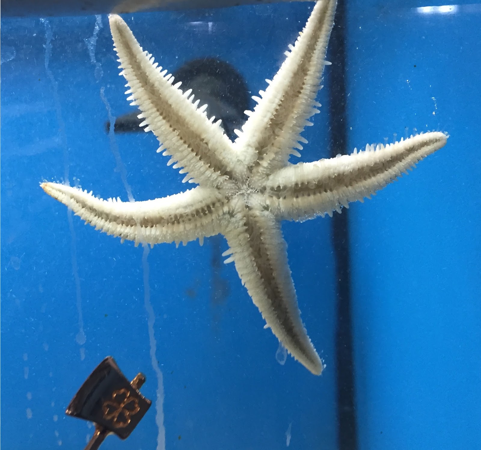 AP BIOLOGY BLOG : 23. Radial Symmetry (animal)