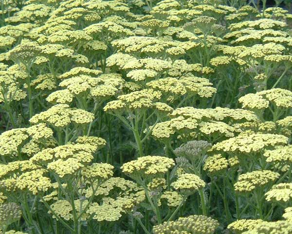 Flowers & Planets: Achillea Anthea