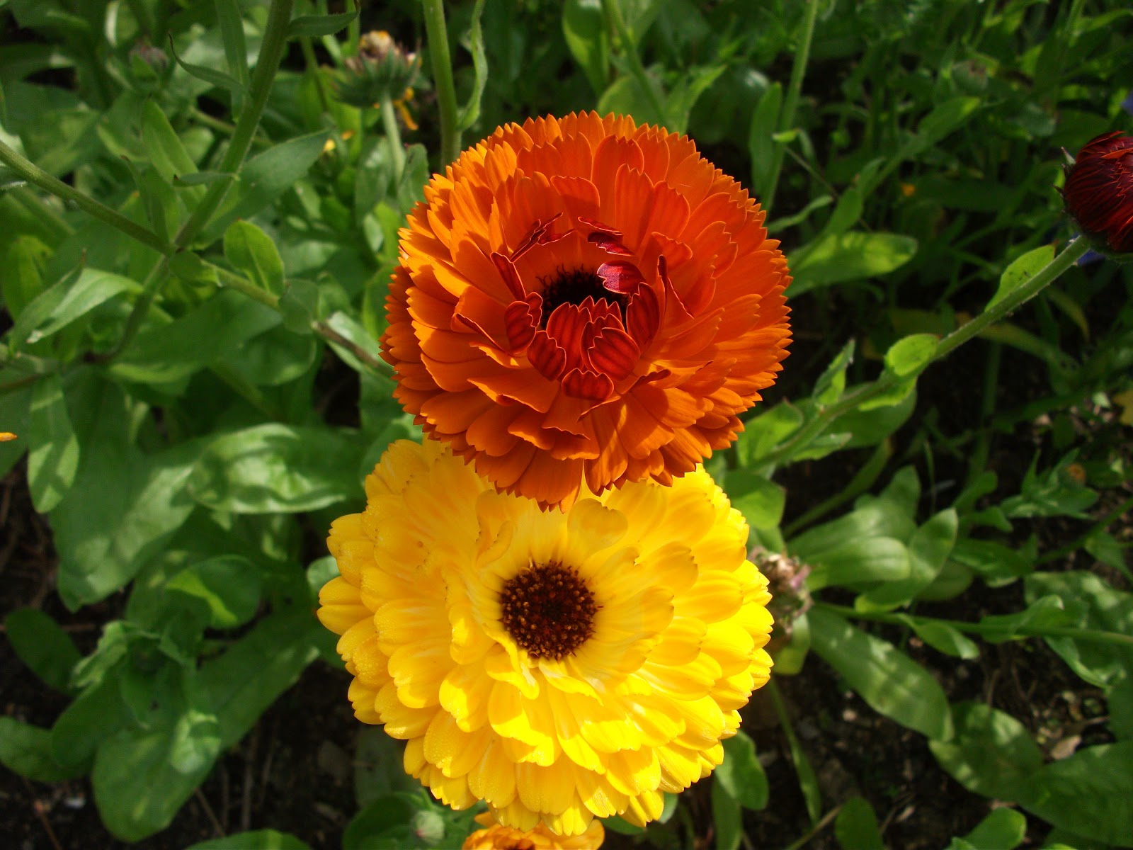 Calendula Flower Wallpaper