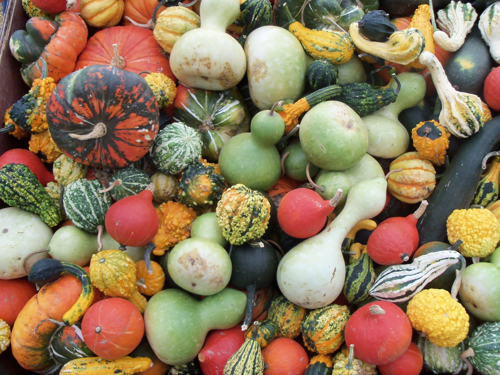 Rue and Hyssop: Farmers Market Saturday - Pumpkins!