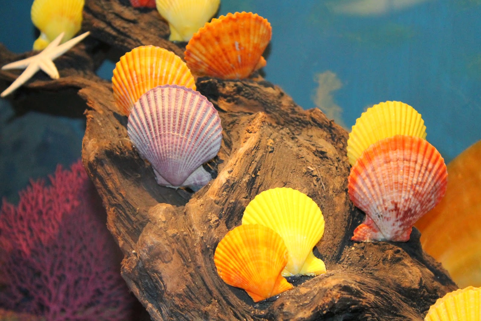 Biology of Animals and Plants: TAKSONOMI HEWAN