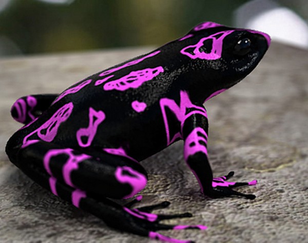 Cool & Krazzy: The Weirdest Frogs in the World
