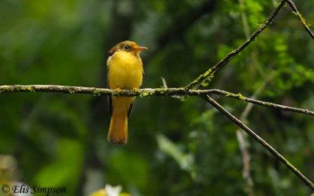 Rick Simpson Birding: Gallery