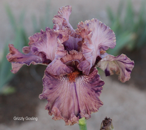 World of Irises: "Talking Irises" BROKEN COLOR IRISES WITH HYBRIDIZER ...