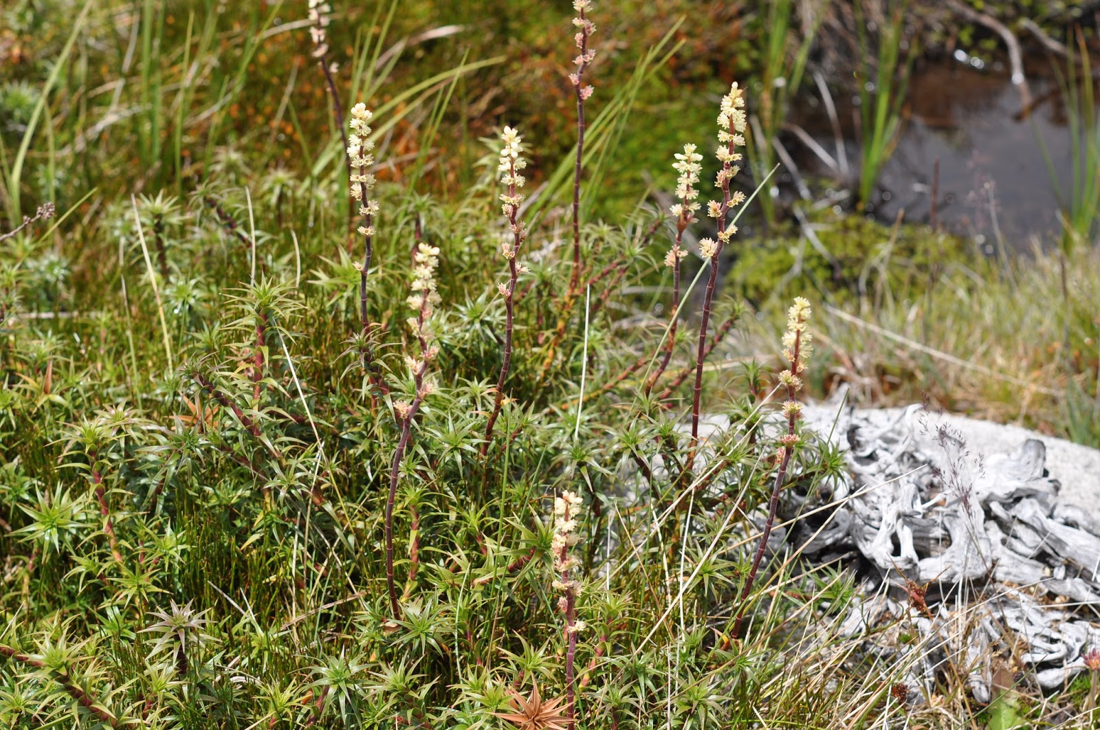 Alpine Garden Society Victorian Group: Australian Alpine Plants
