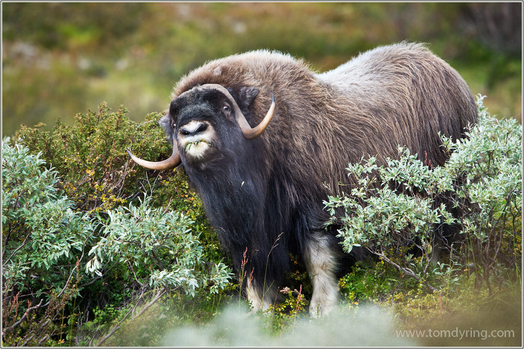 TOM DYRING WILDPHOTO / NN: MOSKUS / MUSK OXEN IN DOVRE MOUNTAIN PLATEAU