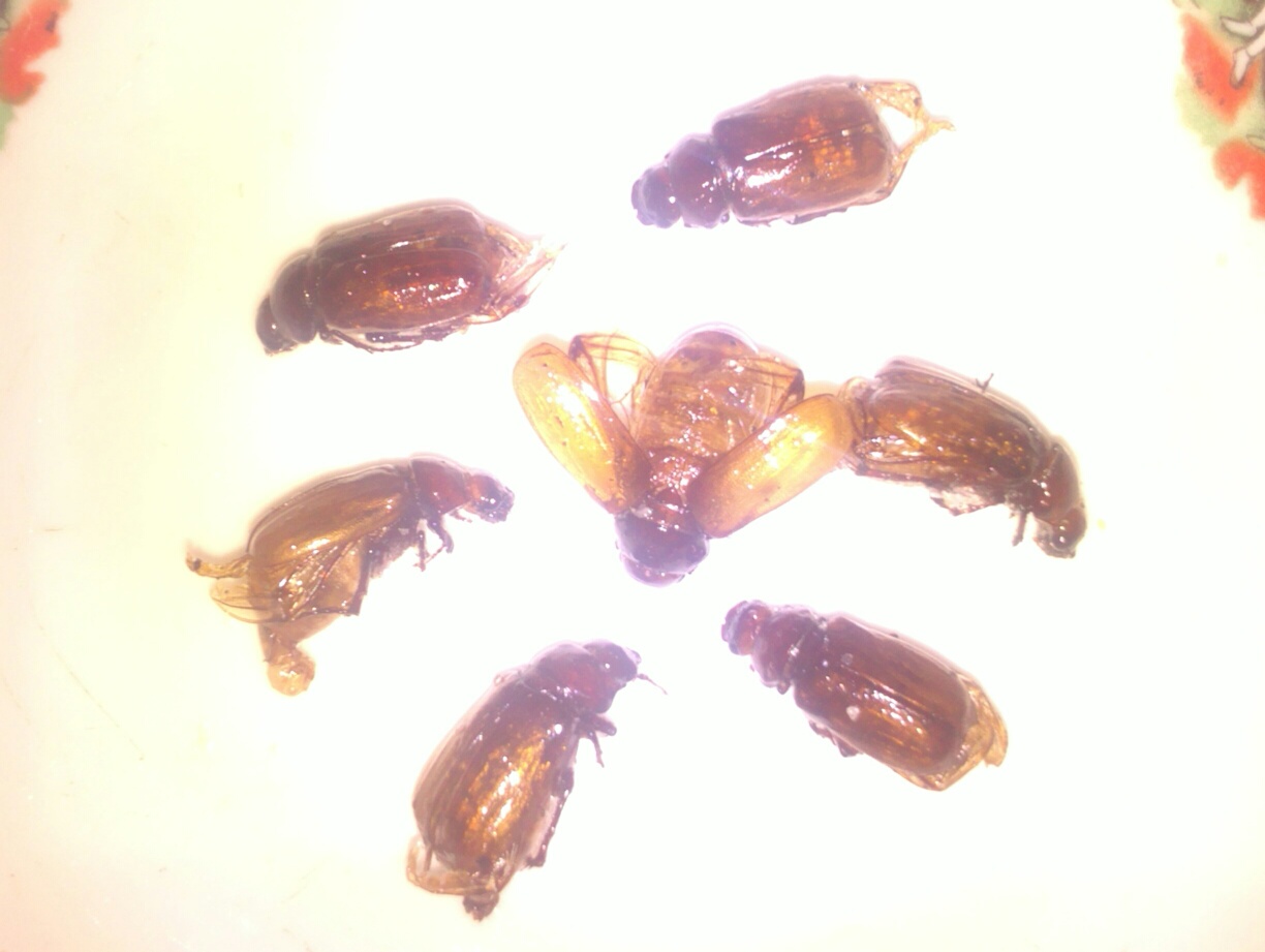 Putul - Kuliner Ekstrim Masyarakat Gunungkidul