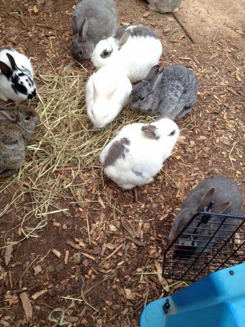 Rabbit Ramblings: Bunny hoarding in GA - emergency needs