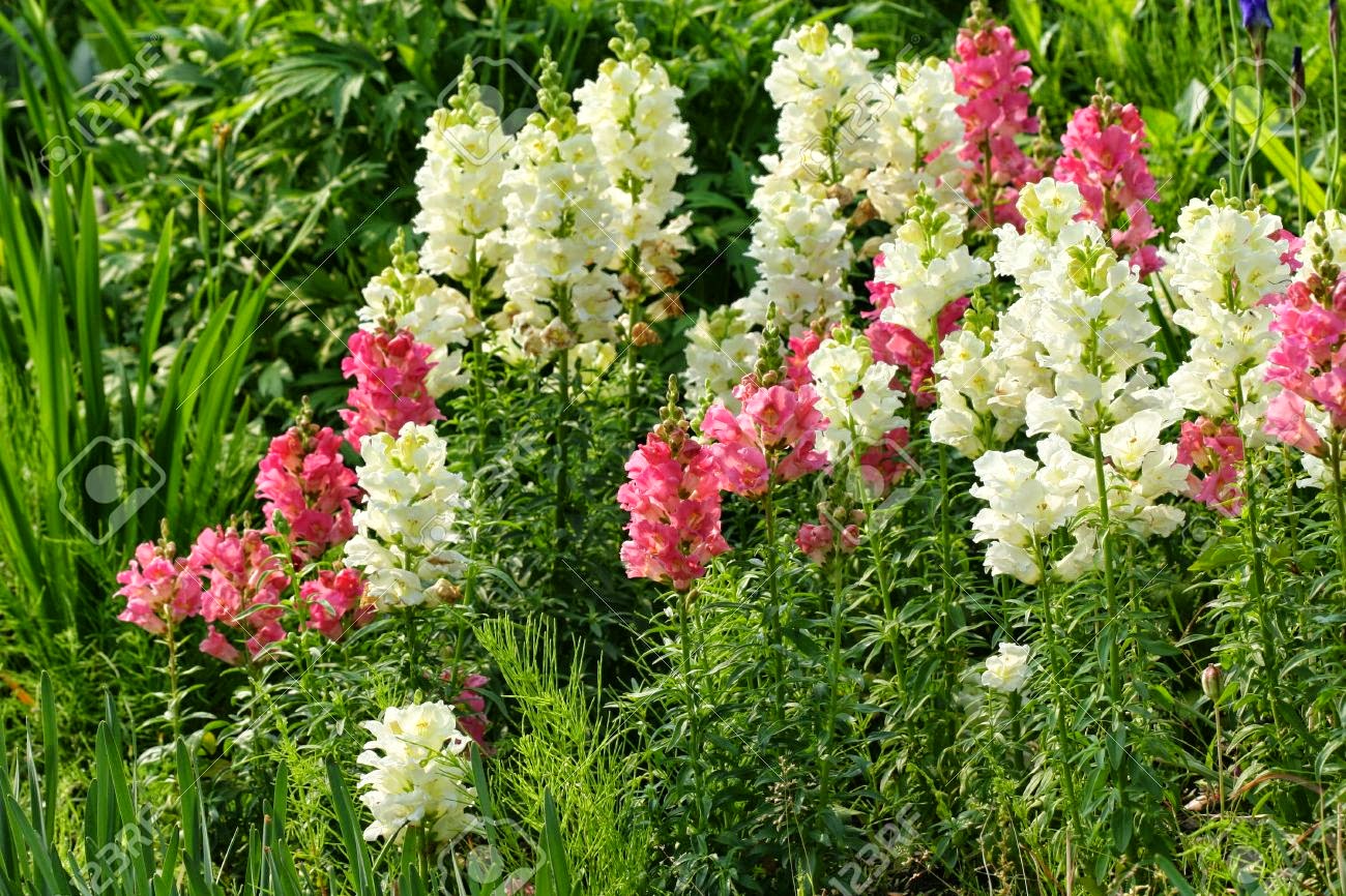 SNAPDRAGON FLOWER photos - wallpapers | the fun bank