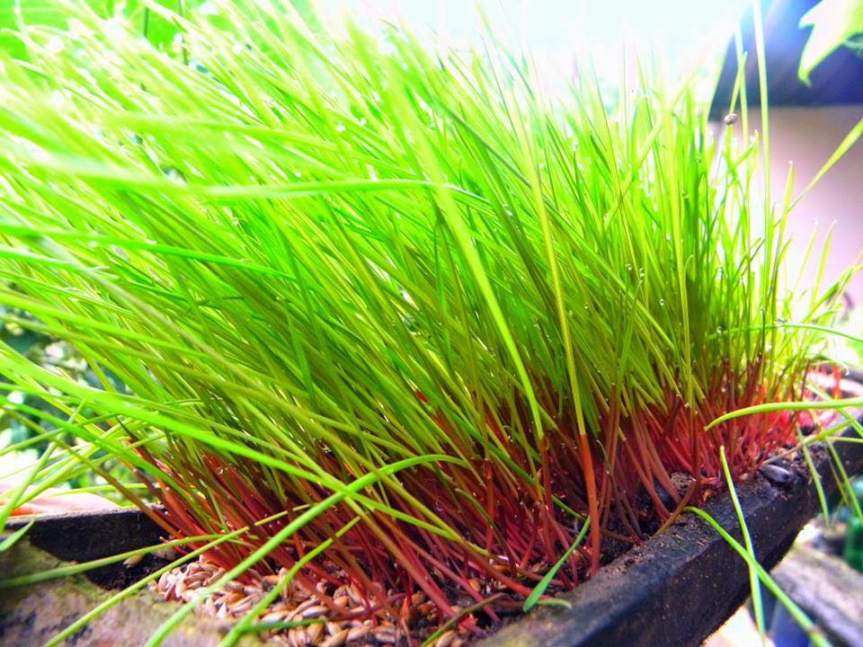 (alimentos que aumentam a vida existente dentro de nós)