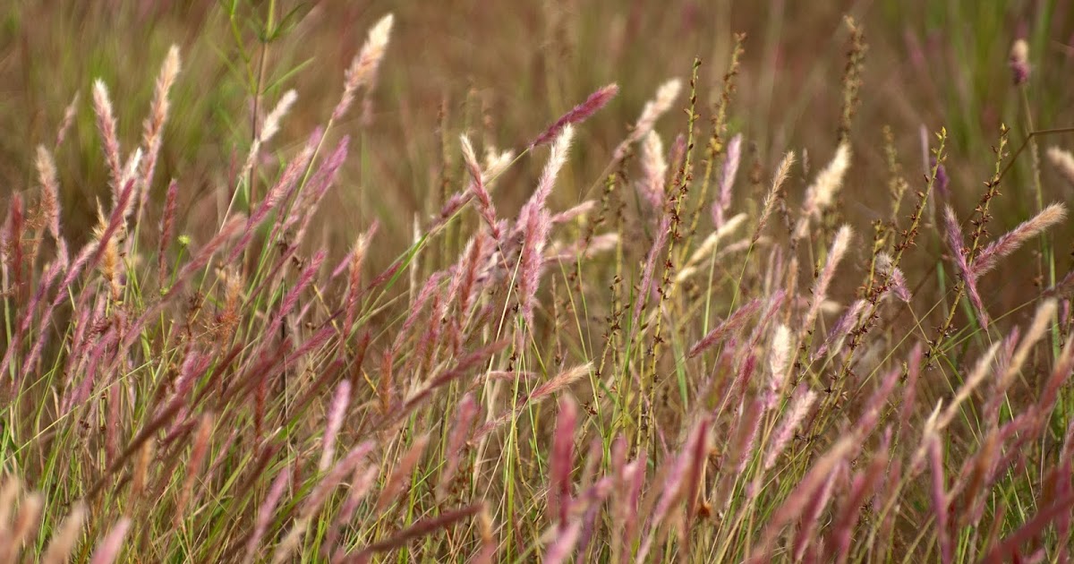 Tofu Photography: Native grasses blowing in the wind on a walk around ...