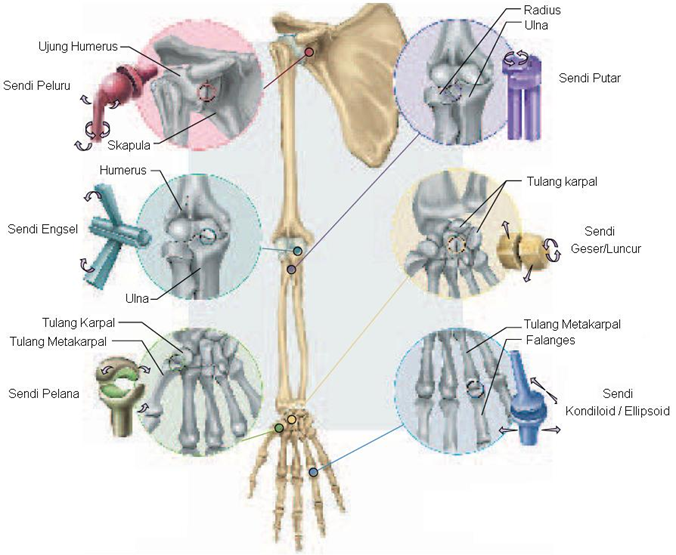 SISTEM GERAK - Pakar Biologi