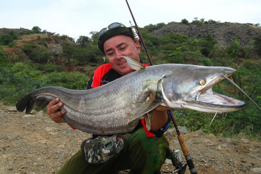 Big Fishes of the World: CATFISH WALLAGO ATTU (Wallago attu)