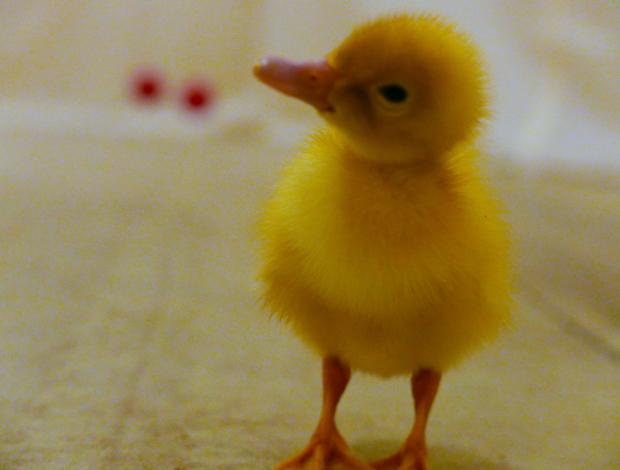 MS: Los patitos son más listos de lo que creías