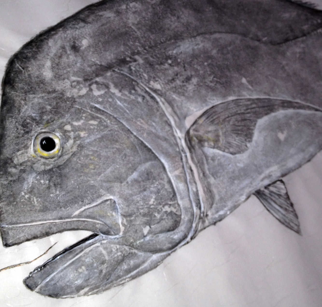 Red Sea Ocean Adventures: Fish Printing 101