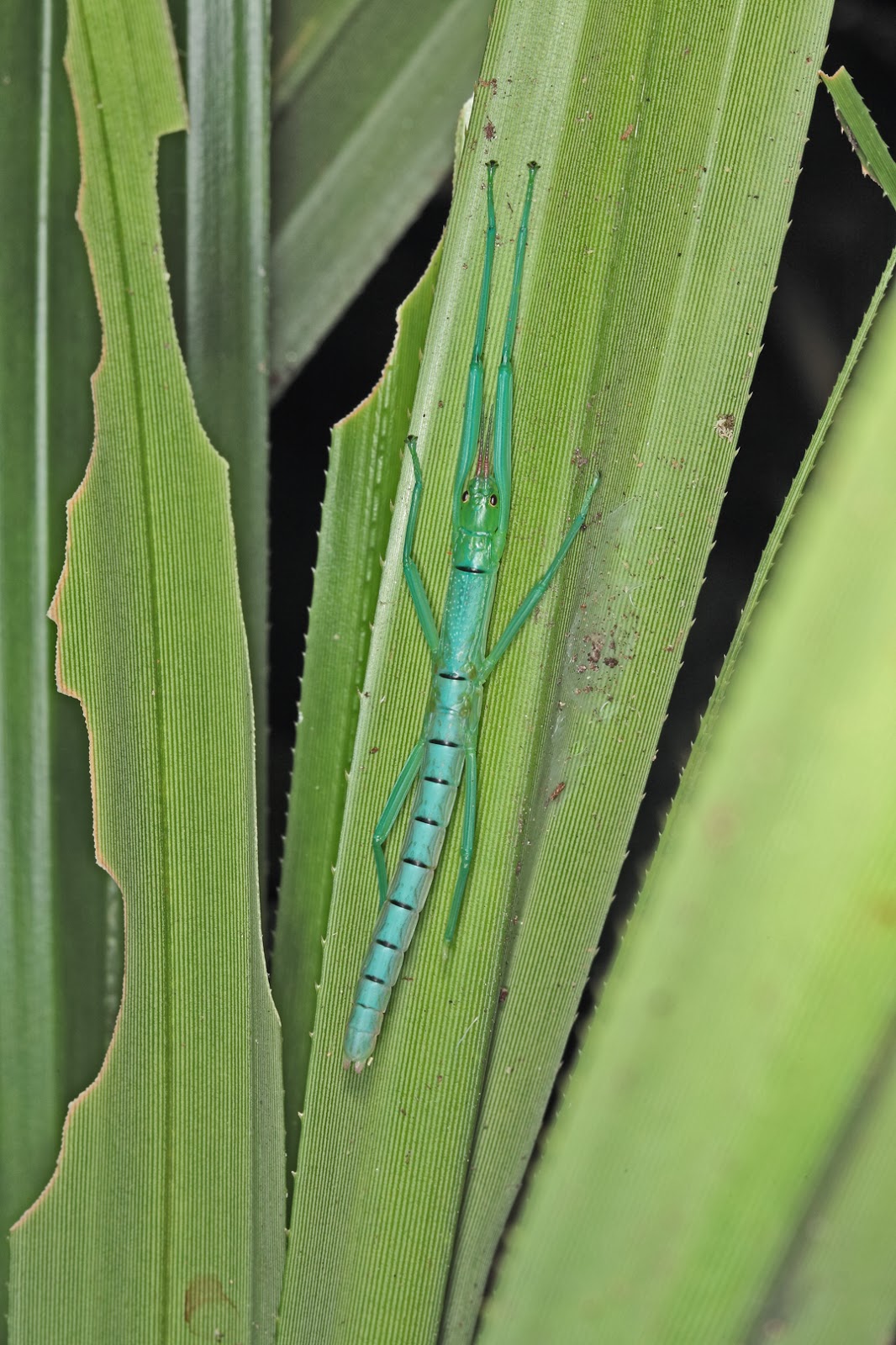 BunyipCo: The Peppermint Stick-insect
