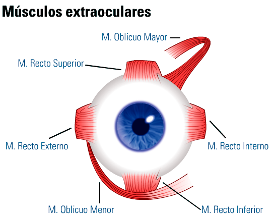 Oftalmología en Tecnología Médica: Anatomía