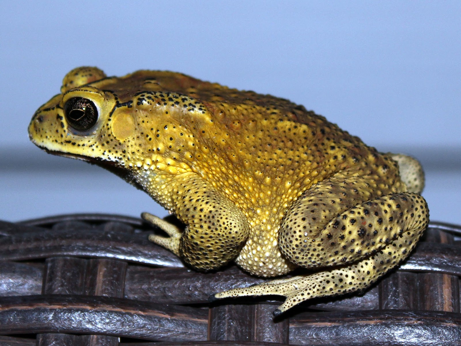 Taxonomía Chordata: Clase Amphibia