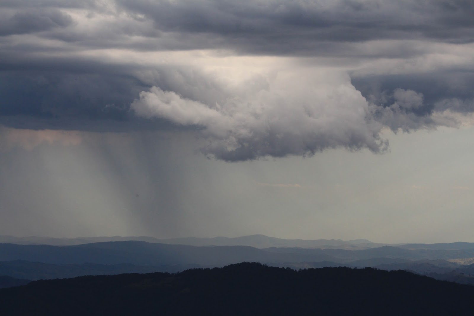 awildland: A Royal Affair – Mt Royal National Park