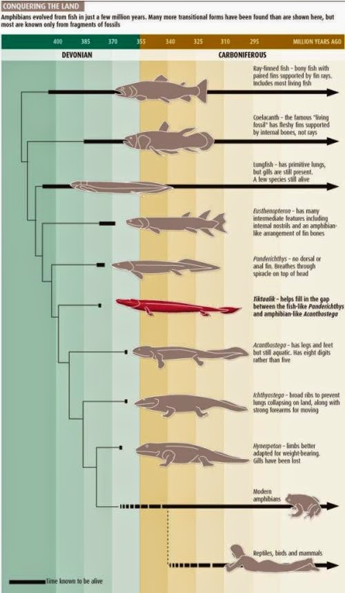 Coelacanth: Evolution