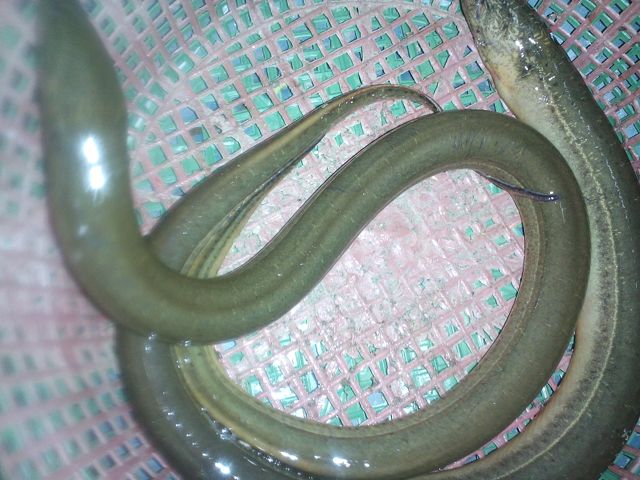 Tips Sukses Cara Ternak Belut untuk Pemula