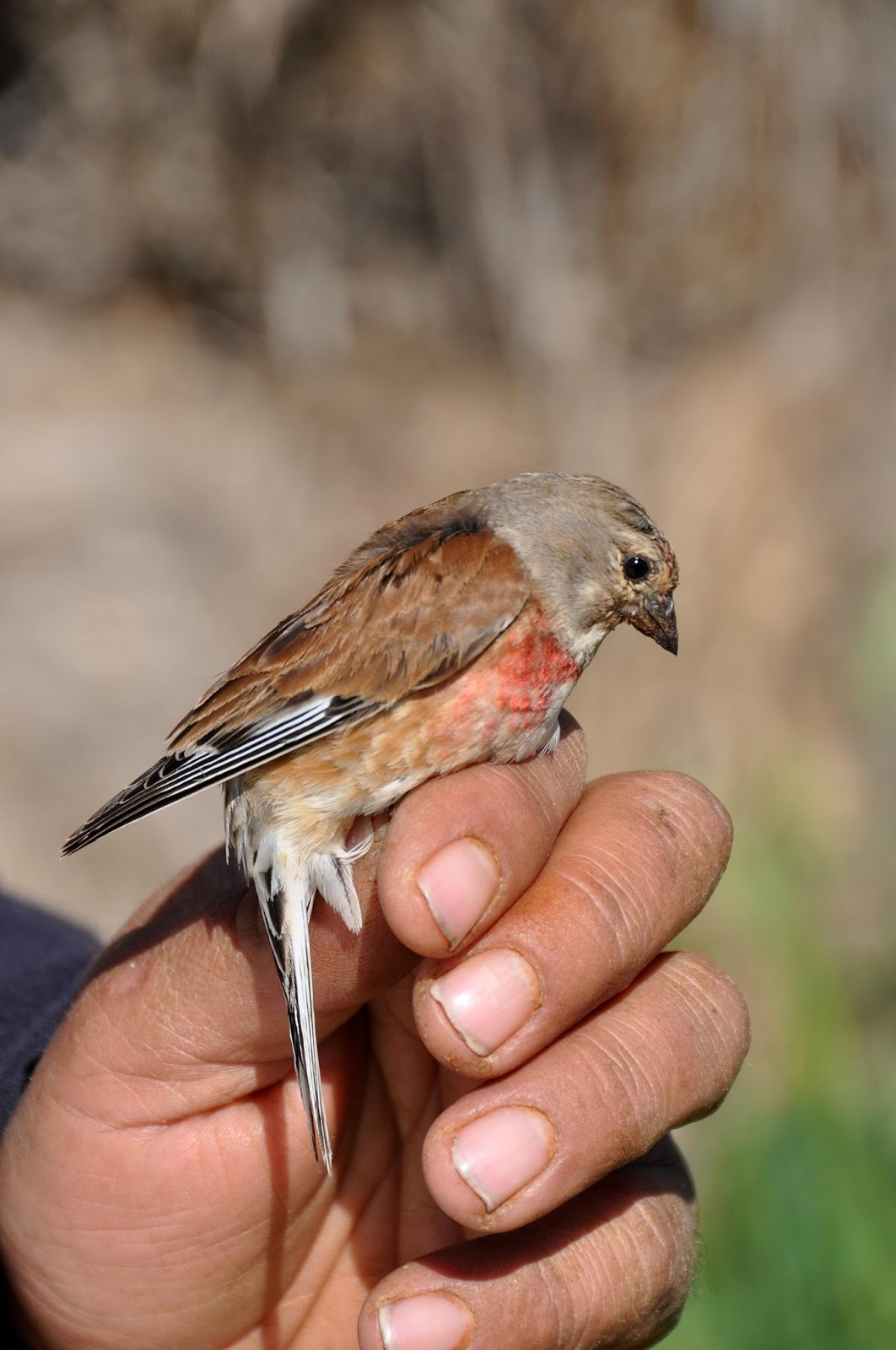 alparceando de fatezas: pardillo