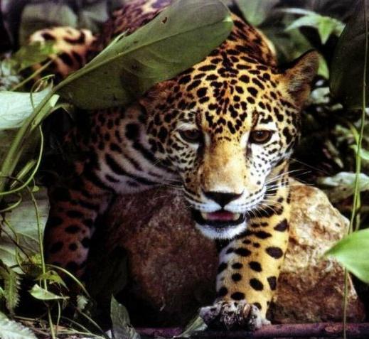 VAHŞİ HAYVAN RESİMLERİ VAHŞİ HAYVANLAR-Manzaralar